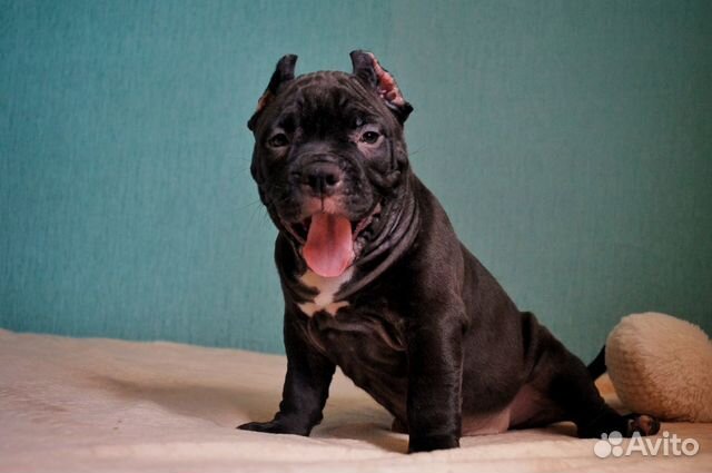 Американский булли.кобель