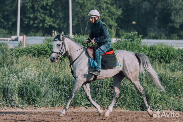 Арабский жеребец, 2016 года