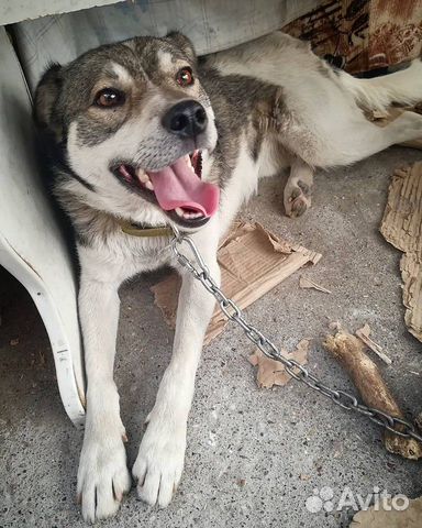 Кобель, метис хаски