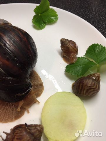 Продам Улитят ахатины