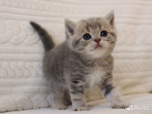 Котик страйт окраса голубой мрамор на золоте