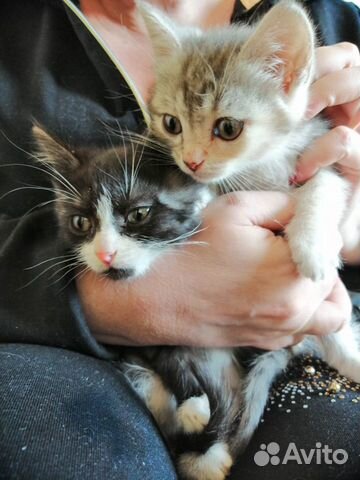 Симпатичные котятки ищут добрых хозяев