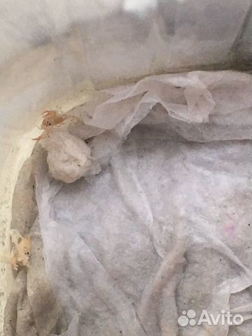 Скорпион Euscorpius Mingrelicus