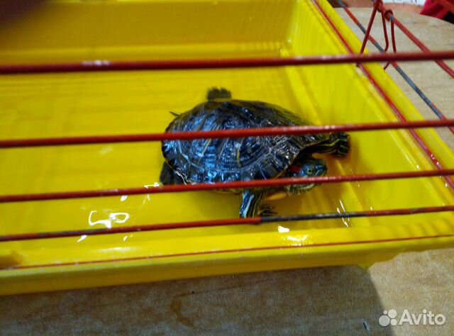 Черепаха красноухая