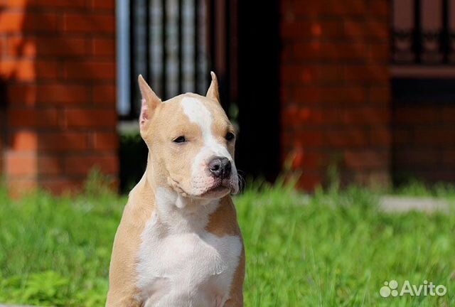 Мальчик-стаффик голубо-палевого окраса