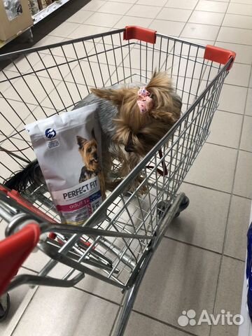 Йоркширский терьер девочка ждёт опытного кабелька