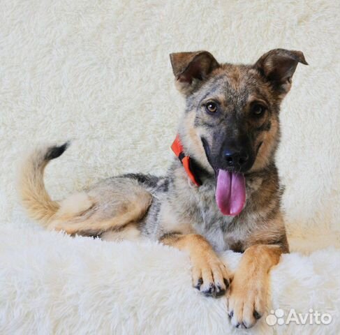 Отдам даром малыша Смайлика