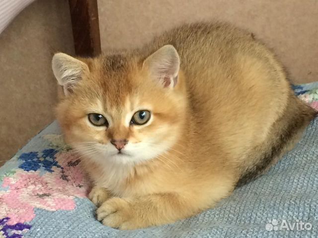 Котенок британец