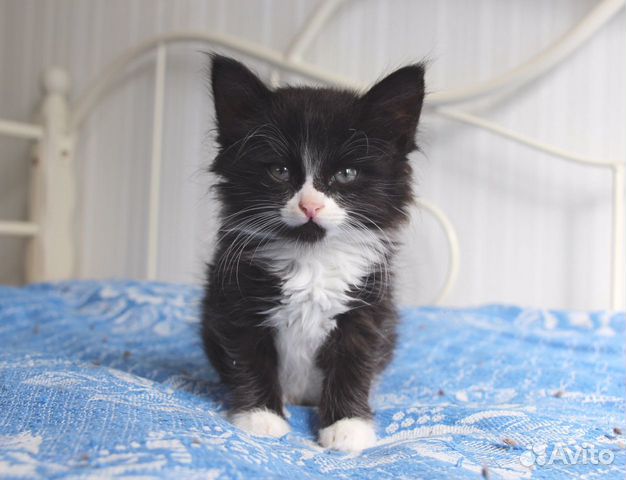 Котенок в дар