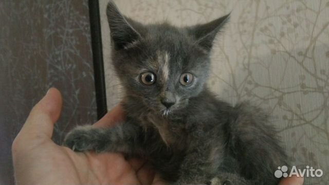 Котенок (найденыш)