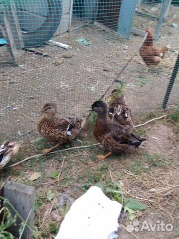 Подсадная утка