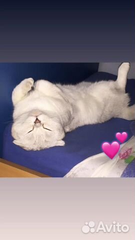 Шотландская вислоухая шиншилла