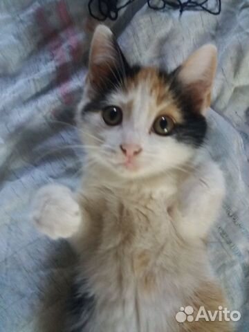 Талисман удачи