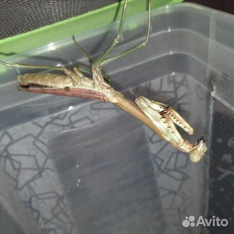 Богомолы,мегамантисы