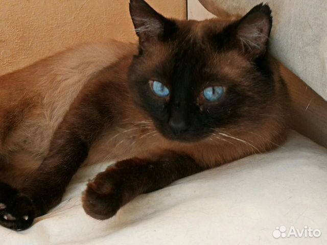 Котик в добрые руки - хорош, ох хорош