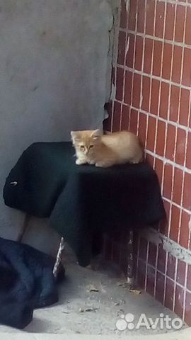 Ласковые котята ищут дом. Холодно и хочется ласки