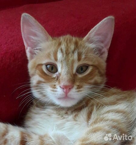 Котик Левушка