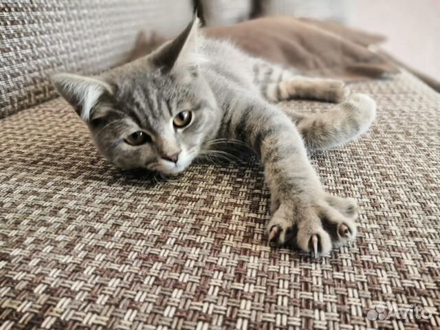 Котенок полубританец