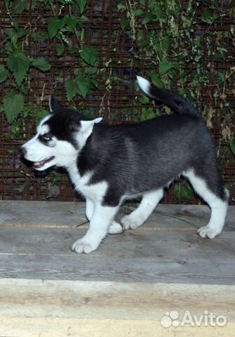 Щенки Сибирской Хаски