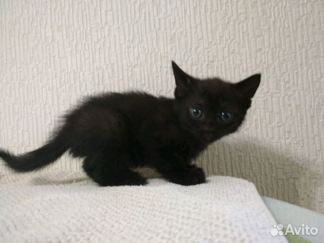 Черные котята