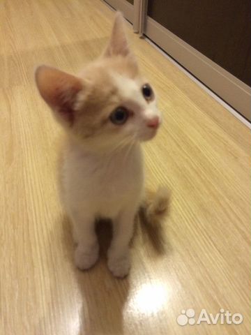 Бело-рыженькое счастье в дом