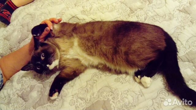 Кот кастрирован