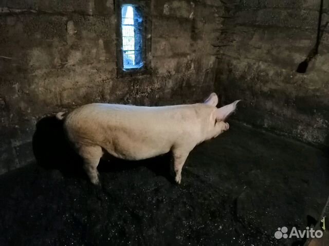 Хряк и свиноматка