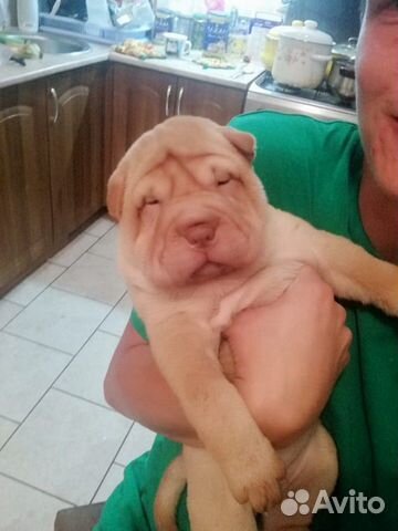 Шарпей девочка