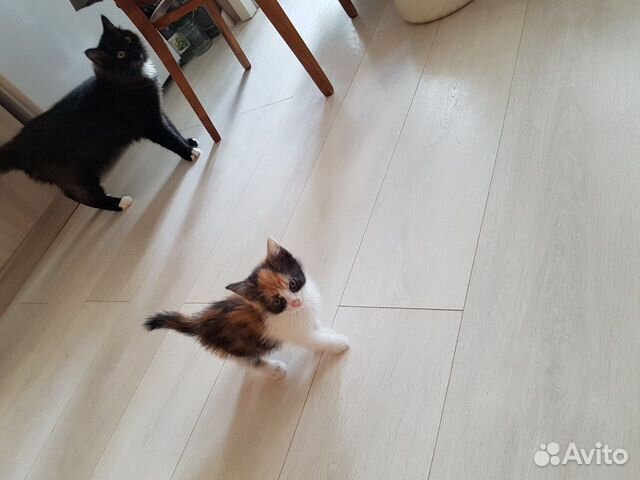 Игривая, умненькая, красивая девочка котёнок