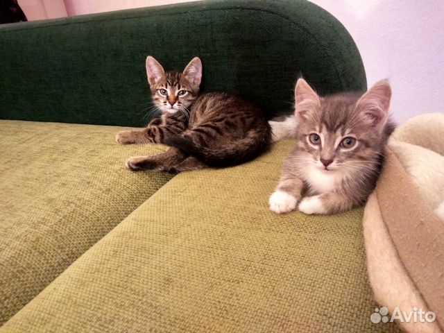 Здоровые, воспитанные котята