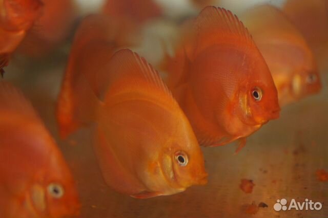 Дискус-самые красивые рыбы пресноводных аквариумов