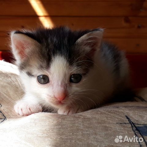 Два очаровательных котёнка ждут заботливых хозяев