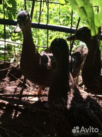 Утка кряква