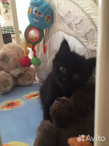 Котята от умной кошки-крысоловки
