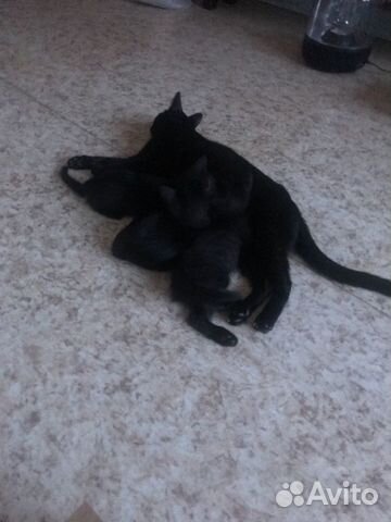 Котята 3мальчика и 1 девочка. 12июля окотились