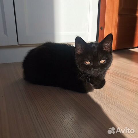 Британские котята