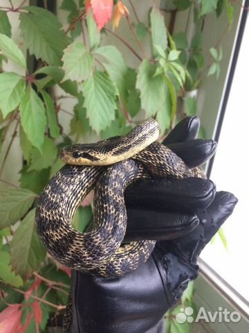 Сарматский полоз (Elaphe sauromates), самец