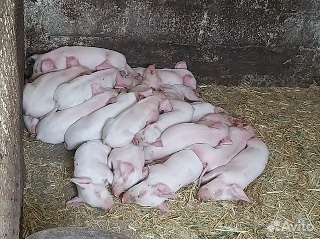 Супер поросята