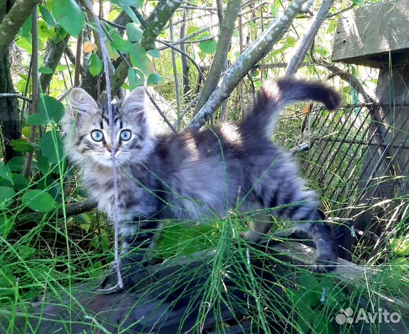 Котята с доставкой