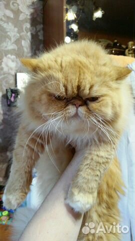 Ищем Персидского кота для вязки