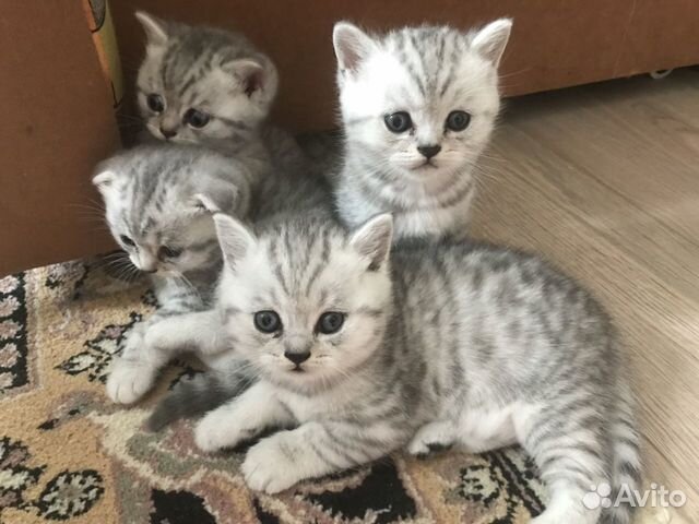 Шотландские котята