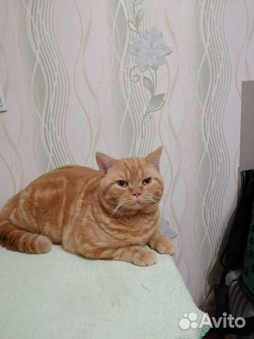 Кот на вязку