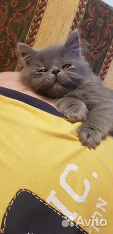Котенок персидский девочка 5мес