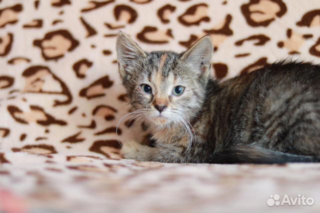 Котёнок девочка-малышка 1,5 месяца