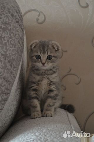 Красивый вислоухий котик