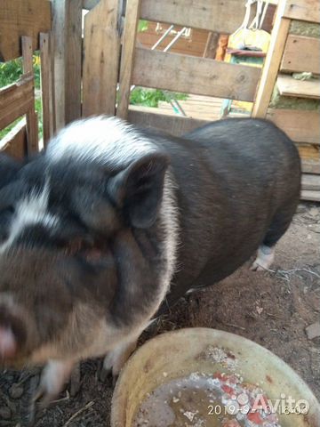 Свинья вьетнамская