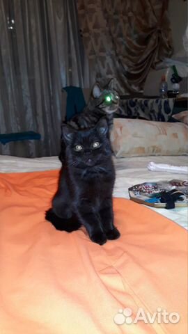 Британские котята серебро шоколадки циннамоны