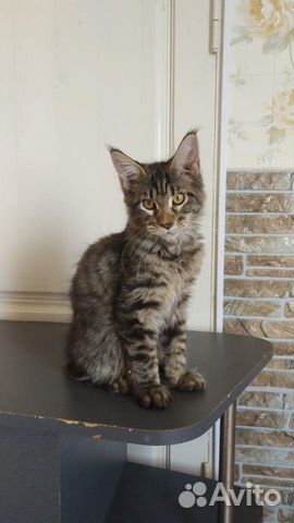 Продам котёнка мейн-кун