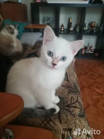 Котенок-девочка