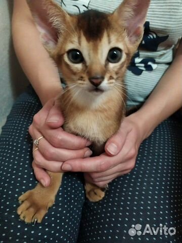 Чистокровный абиссинский котик
